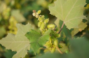 7 Types Of Burrs And How To Remove Them From Your Lawn