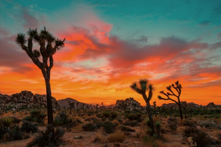 20 Inexpensive Desert Landscaping Ideas