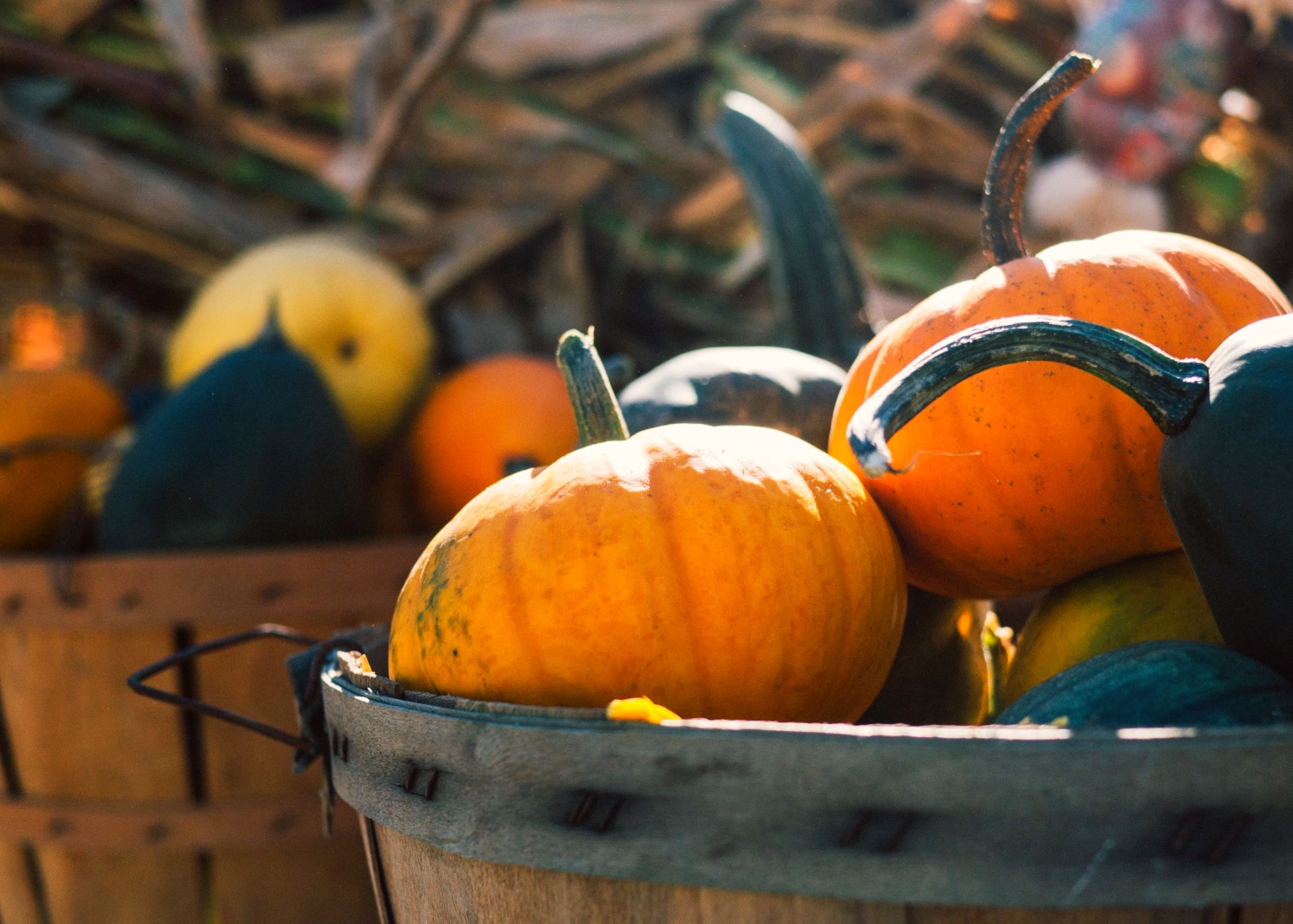 6 Clever Tips For Growing Pumpkins In Small Spaces
