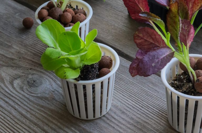 How To Use Hydroton Clay Pebbles In Your Garden