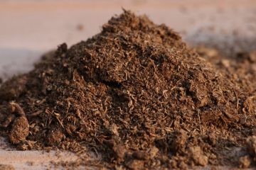 How To Use Peat Moss For Your Vegetable Garden