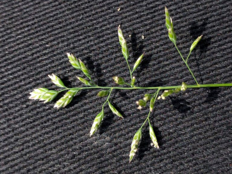 Poa Annua Vs. Crabgrass: What’s The Difference?