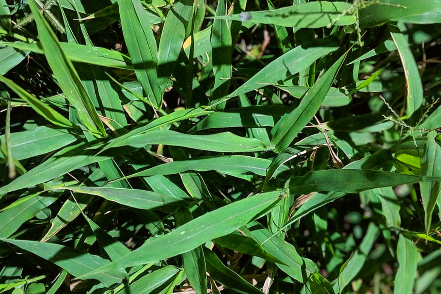 Poa Annua Vs Crabgrass Whats The Difference