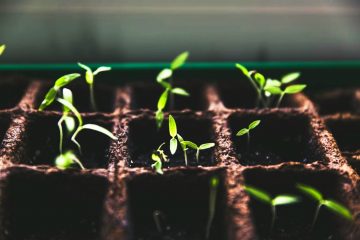 The Ultimate Guide To Planting In Peat Pots