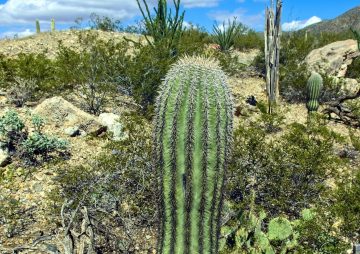 15 Fastest-Growing Cactus Species For Your Garden