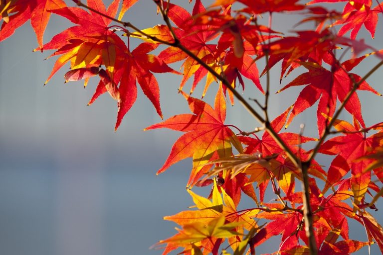 10 Autumn Blaze Maple Pros And Cons