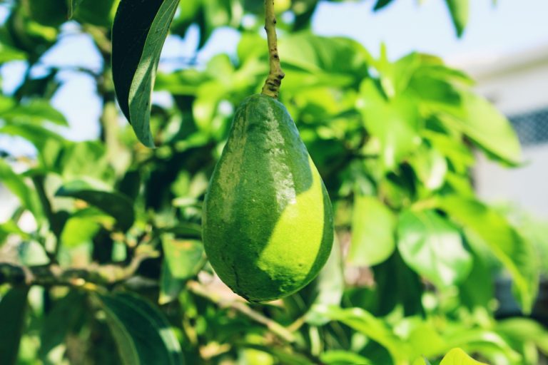 7 Avocado Seed Growing Stages From Seed To Fruit