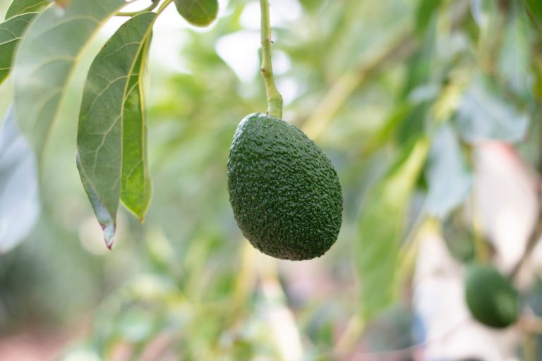7 Avocado Seed Growing Stages From Seed To Fruit