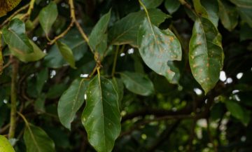7 Avocado Seed Growing Stages From Seed To Fruit