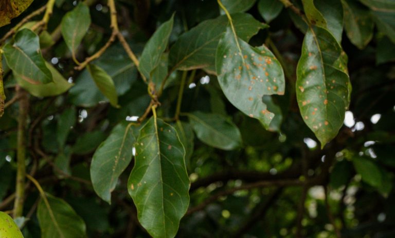 7 Avocado Seed Growing Stages From Seed To Fruit