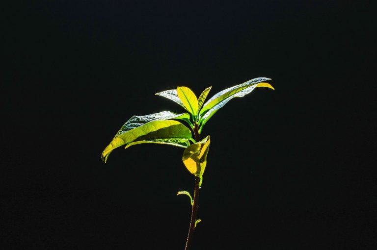 7 Avocado Seed Growing Stages From Seed To Fruit