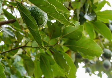 7 Avocado Seed Growing Stages From Seed To Fruit