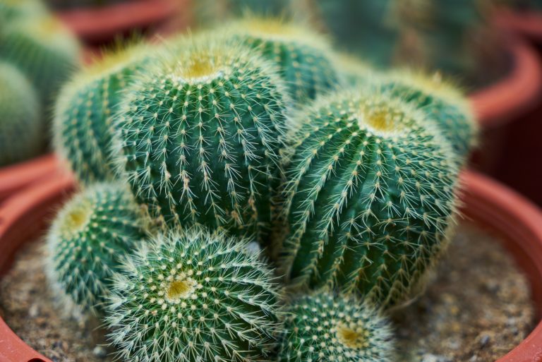 Why Is My Cactus Falling Over?