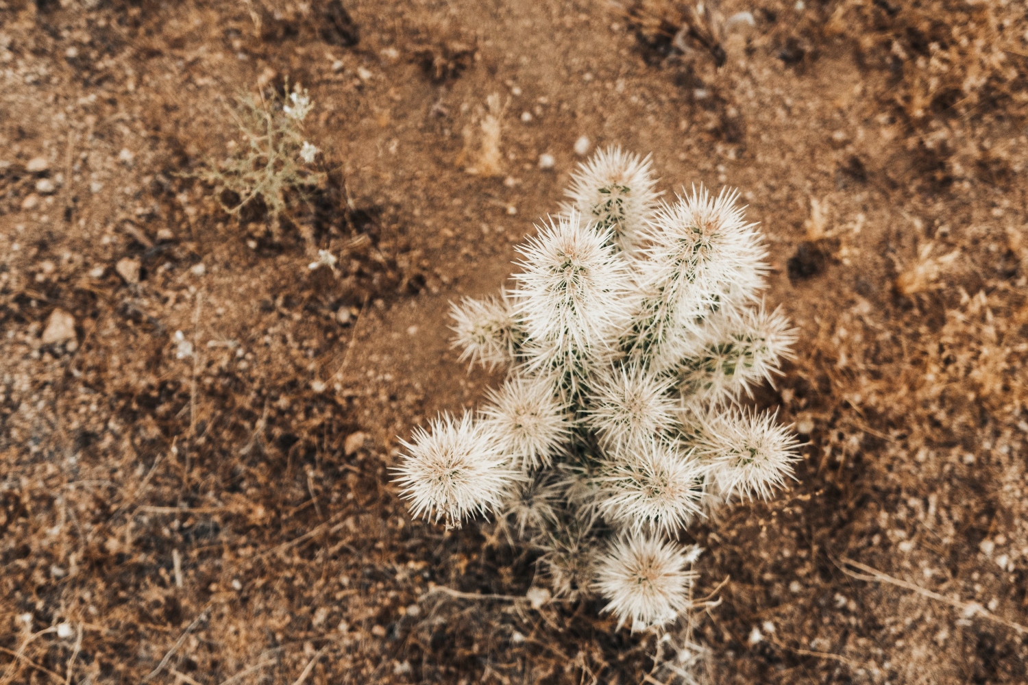 Why Is My Cactus Falling Over?