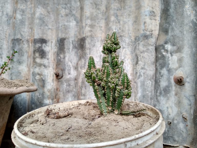 Why Is My Cactus Falling Over?