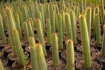 Why Is My Cactus Falling Over?