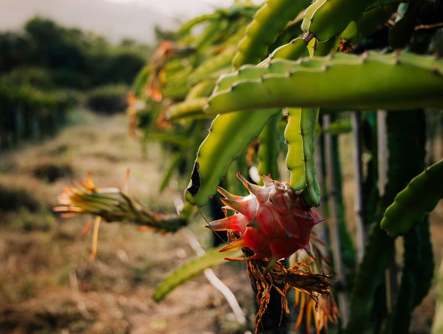 15 Fastest-Growing Cactus Species For Your Garden