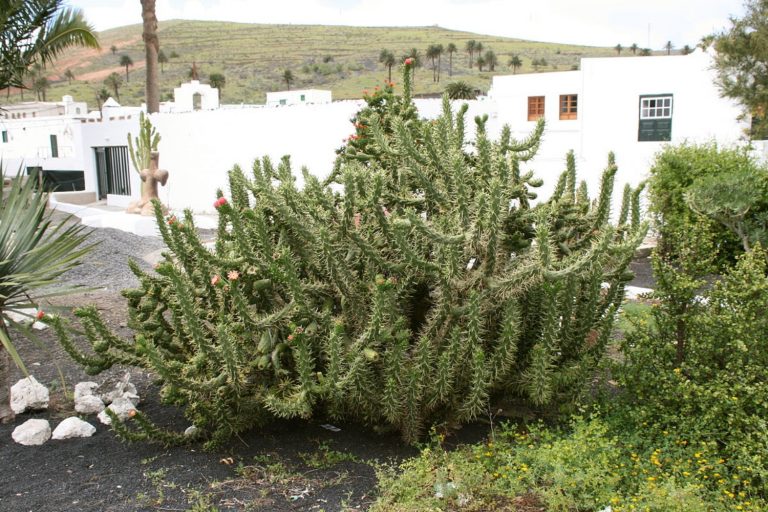 15 Fastest-Growing Cactus Species For Your Garden