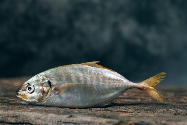10 High Phosphorus Fertilizers And When To Use Them