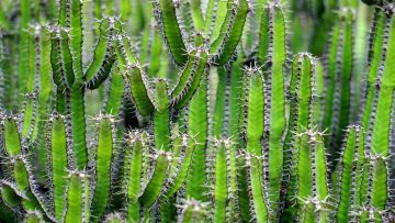 15 Fastest-Growing Cactus Species For Your Garden