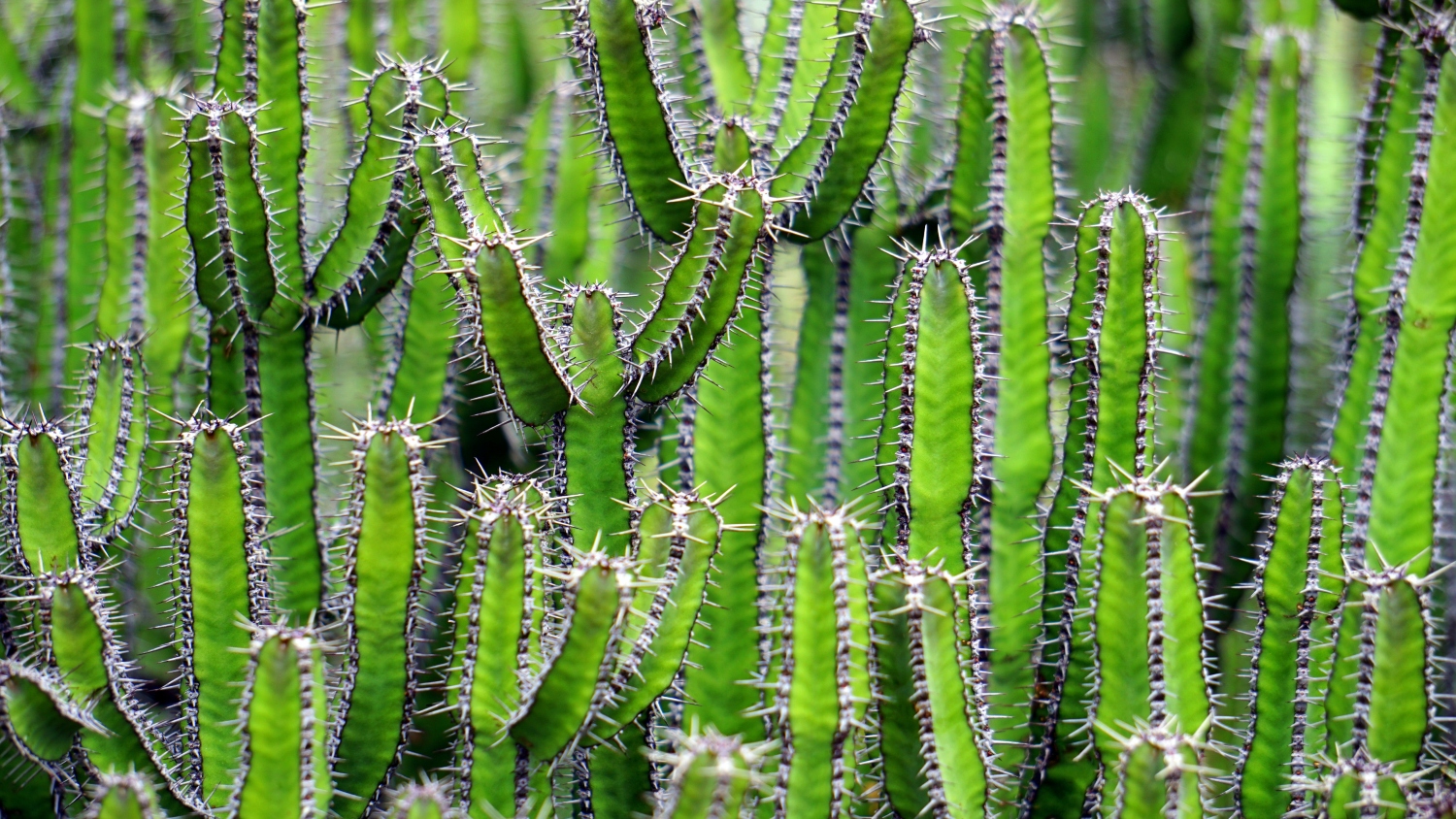 15 Fastest-Growing Cactus Species For Your Garden