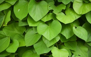 8 Plants With Heart-Shaped Leaves For Your Garden