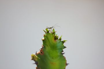 Why Is My Cactus Falling Over?