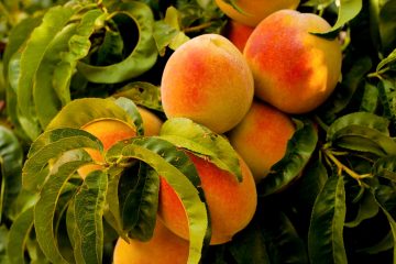 What Is 16-16-16 Fertilizer And When Should You Use It?