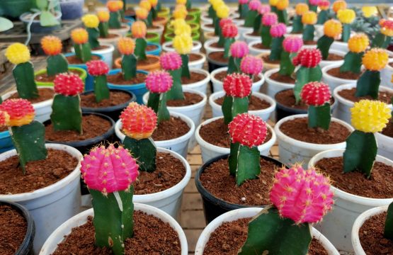 Why Is My Cactus Falling Over?