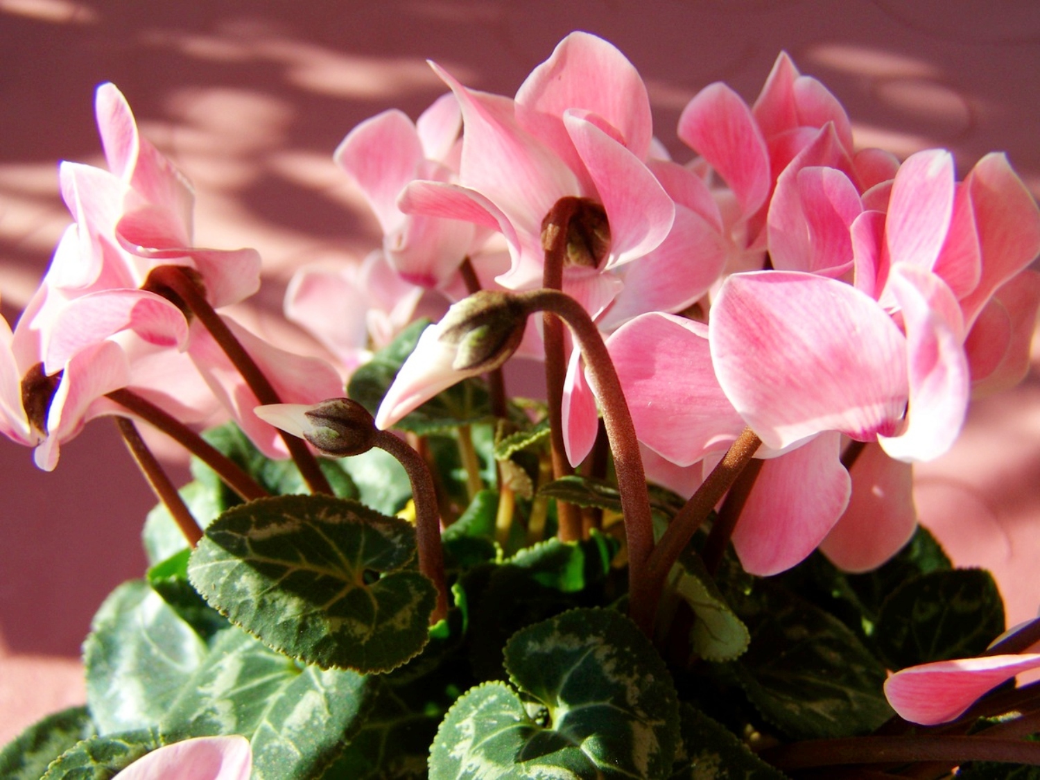 8 Plants With Heart-Shaped Leaves For Your Garden