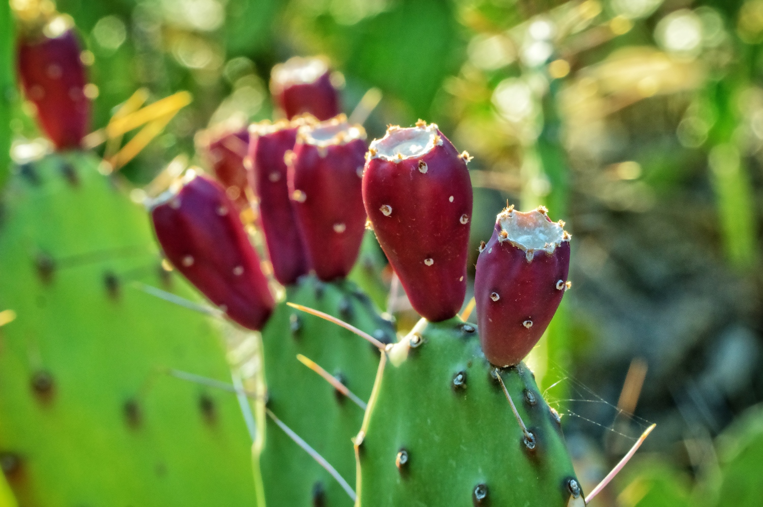 15 Fastest-Growing Cactus Species For Your Garden