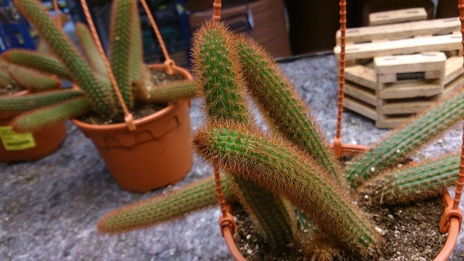 15 Fastest-Growing Cactus Species For Your Garden