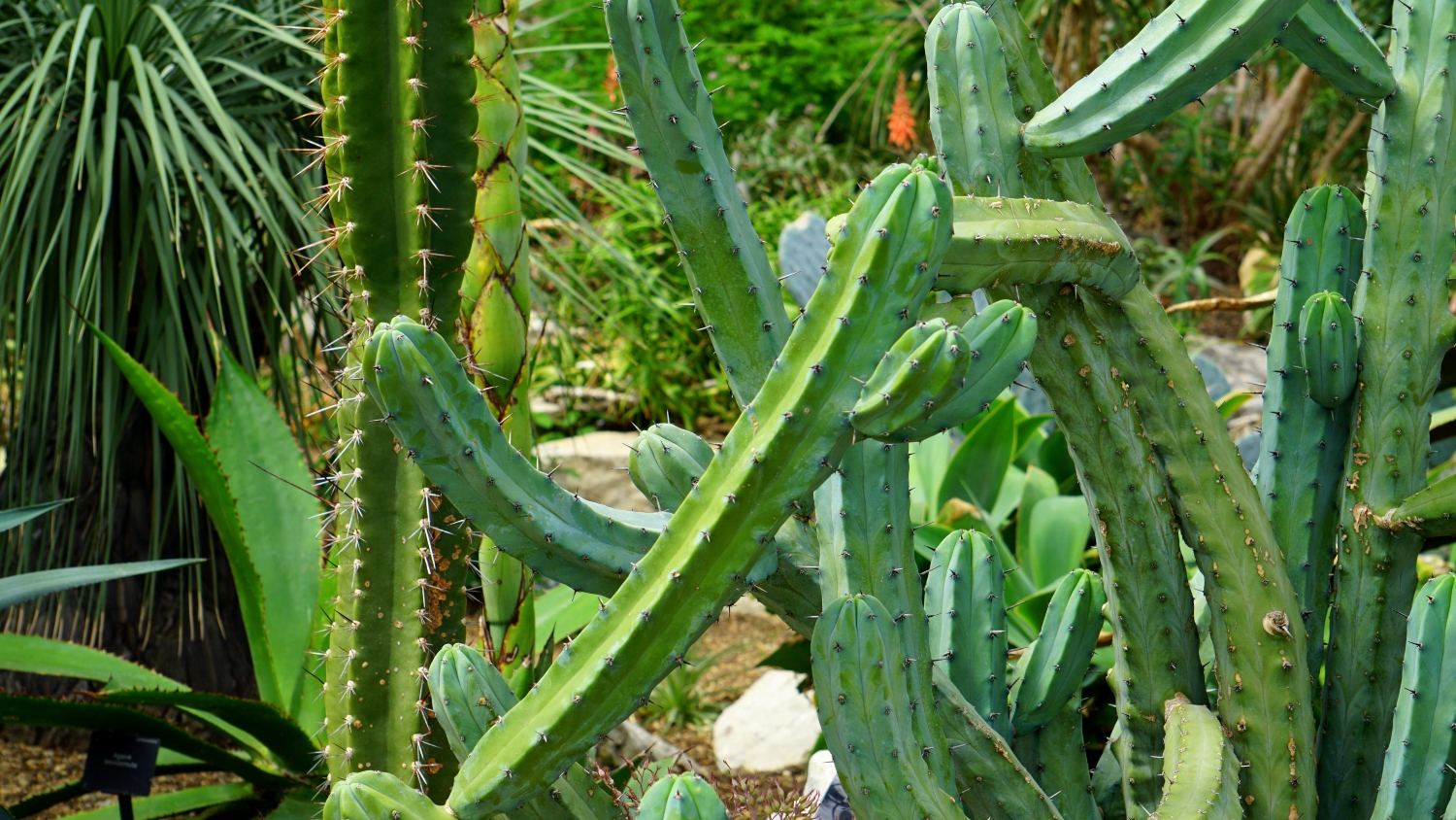 15 Fastest-Growing Cactus Species For Your Garden