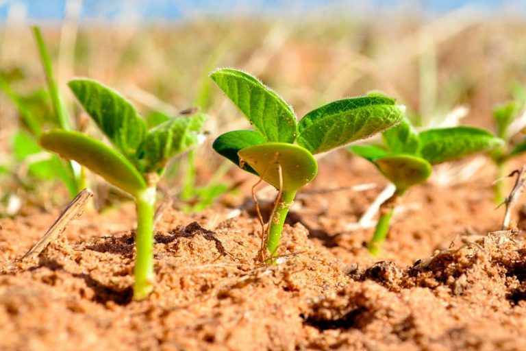 11 High Nitrogen Fertilizers And When To Use Them