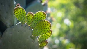 Why Is My Cactus Falling Over?