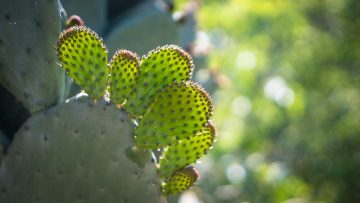 Why Is My Cactus Falling Over?