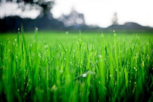 11 High Potassium Fertilizers And When To Use Them