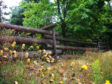 23 Simple Fence Line Landscaping Ideas