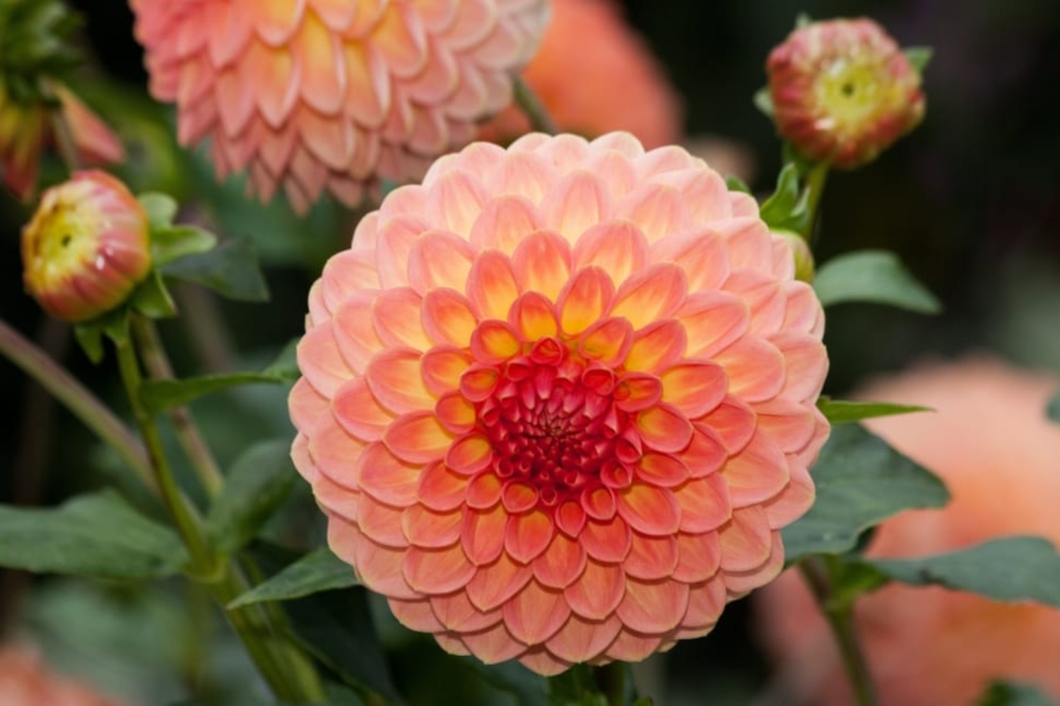13 Star-Shaped Flowers For Your Garden