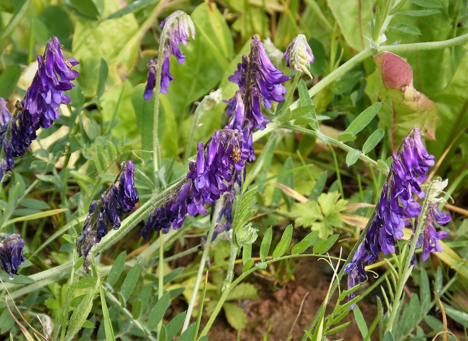 15 Weeds With Purple Flowers