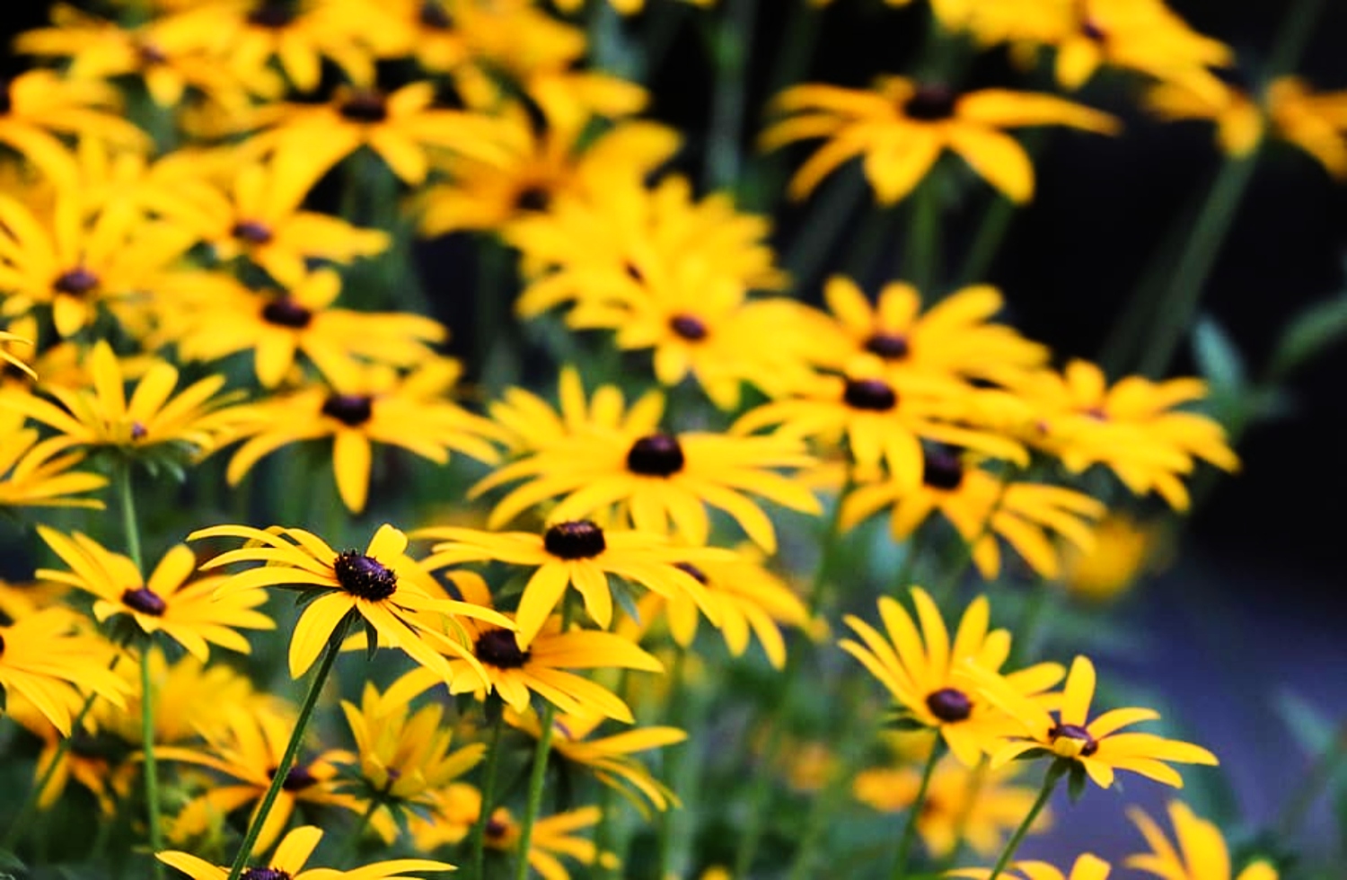 13 Flowers That Look Like Daisies
