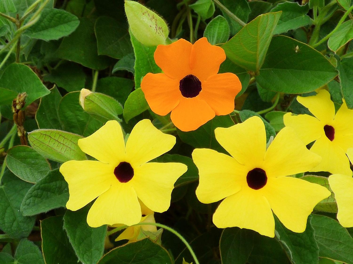 16 Beautiful Bell-Shaped Flowers For Your Garden
