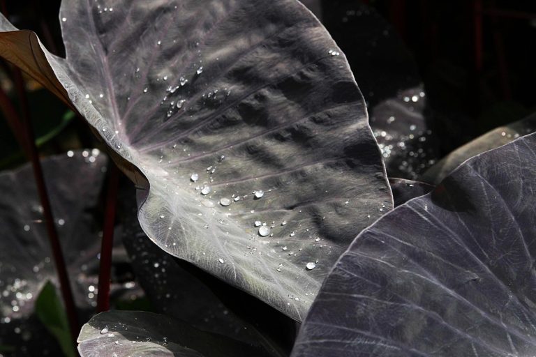 12 Elephant Ear Plant Types For Your Garden