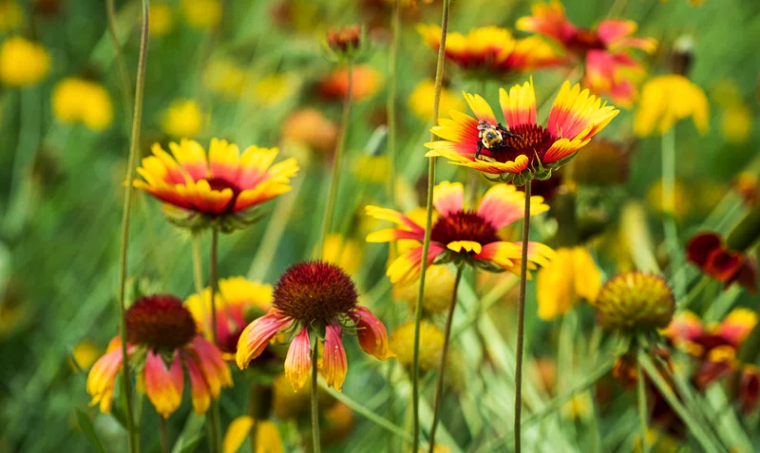 15 Low-Growing Perennials For Walkways, Edges, And Flower Beds