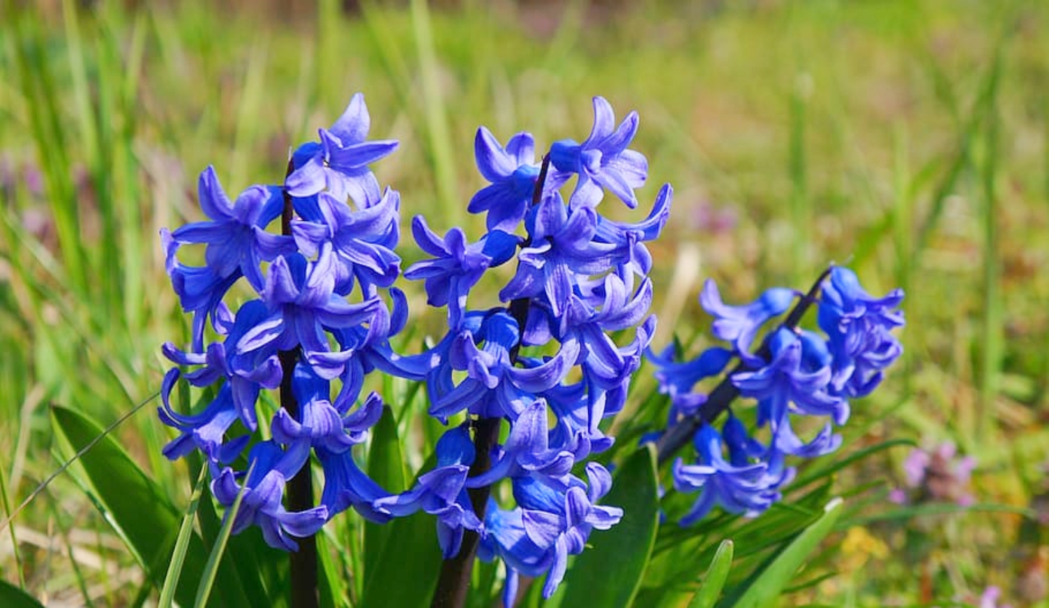 13 Star-Shaped Flowers For Your Garden