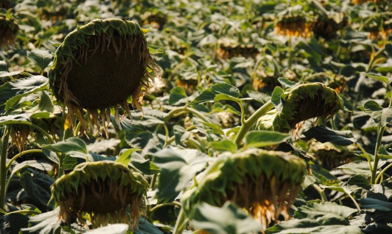 Why Are Your Sunflower Leaves Turning Yellow?