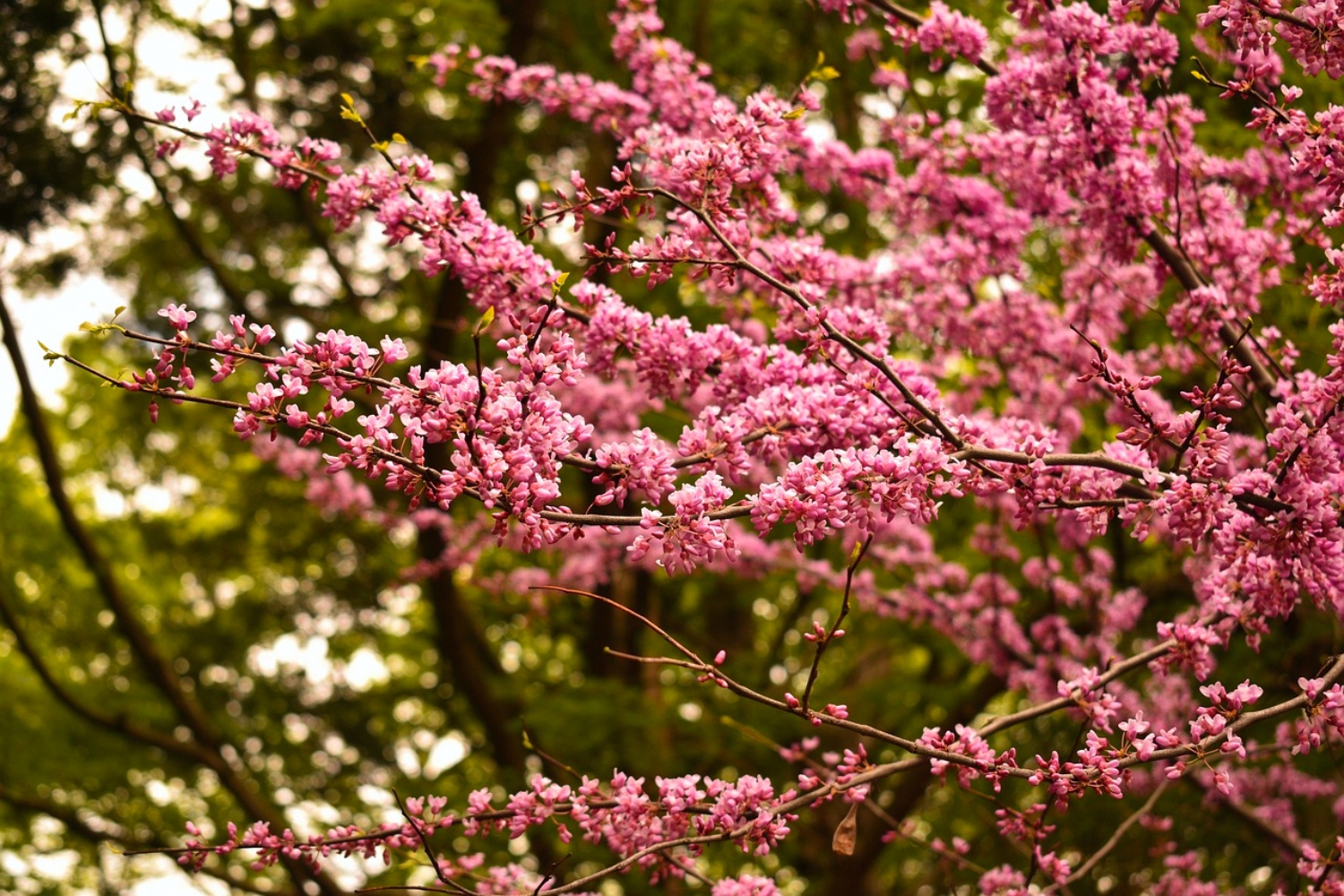 11 Beautiful Purple Flowering Trees For Your Yard