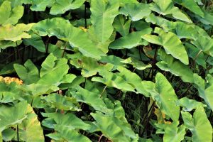 How To Propagate Elephant Ear Plants In 4 Easy Steps