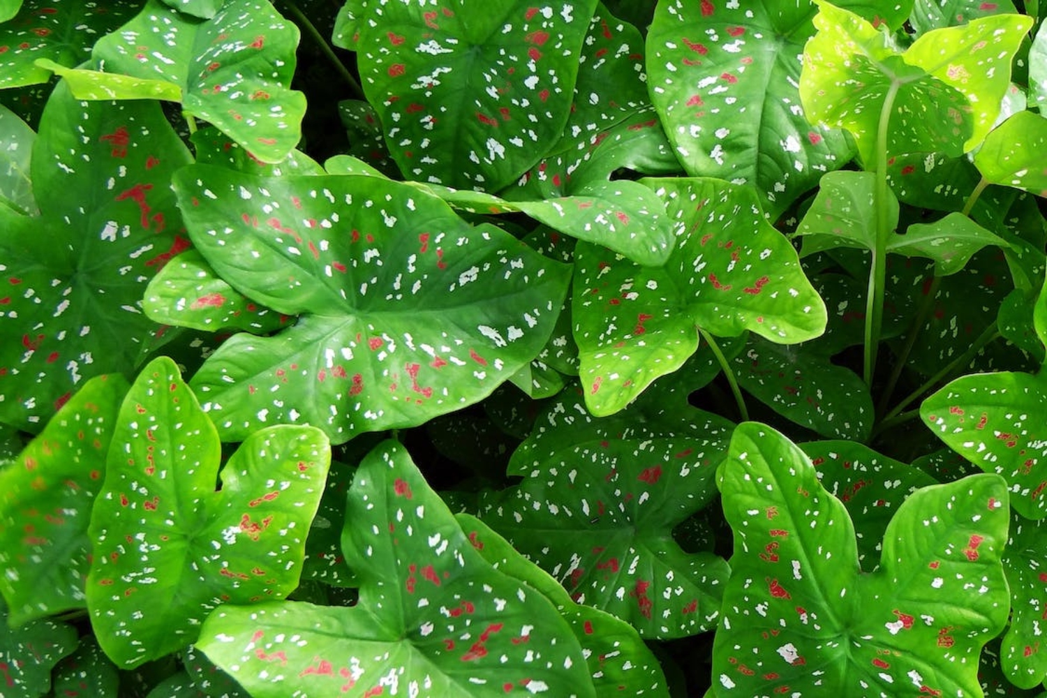 12 Elephant Ear Plant Types For Your Garden