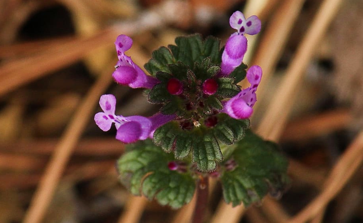 15 Weeds With Purple Flowers